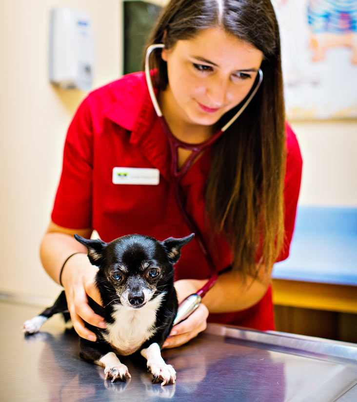Veterinary Appointment | Aiken vet appointment